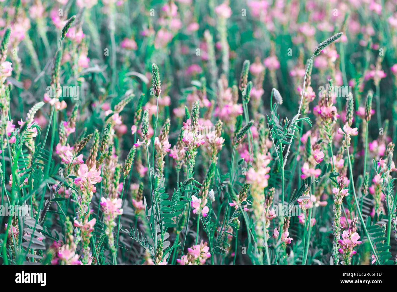 Field of pink flowers Sainfoin, Onobrychis viciifolia. Honey plant ...