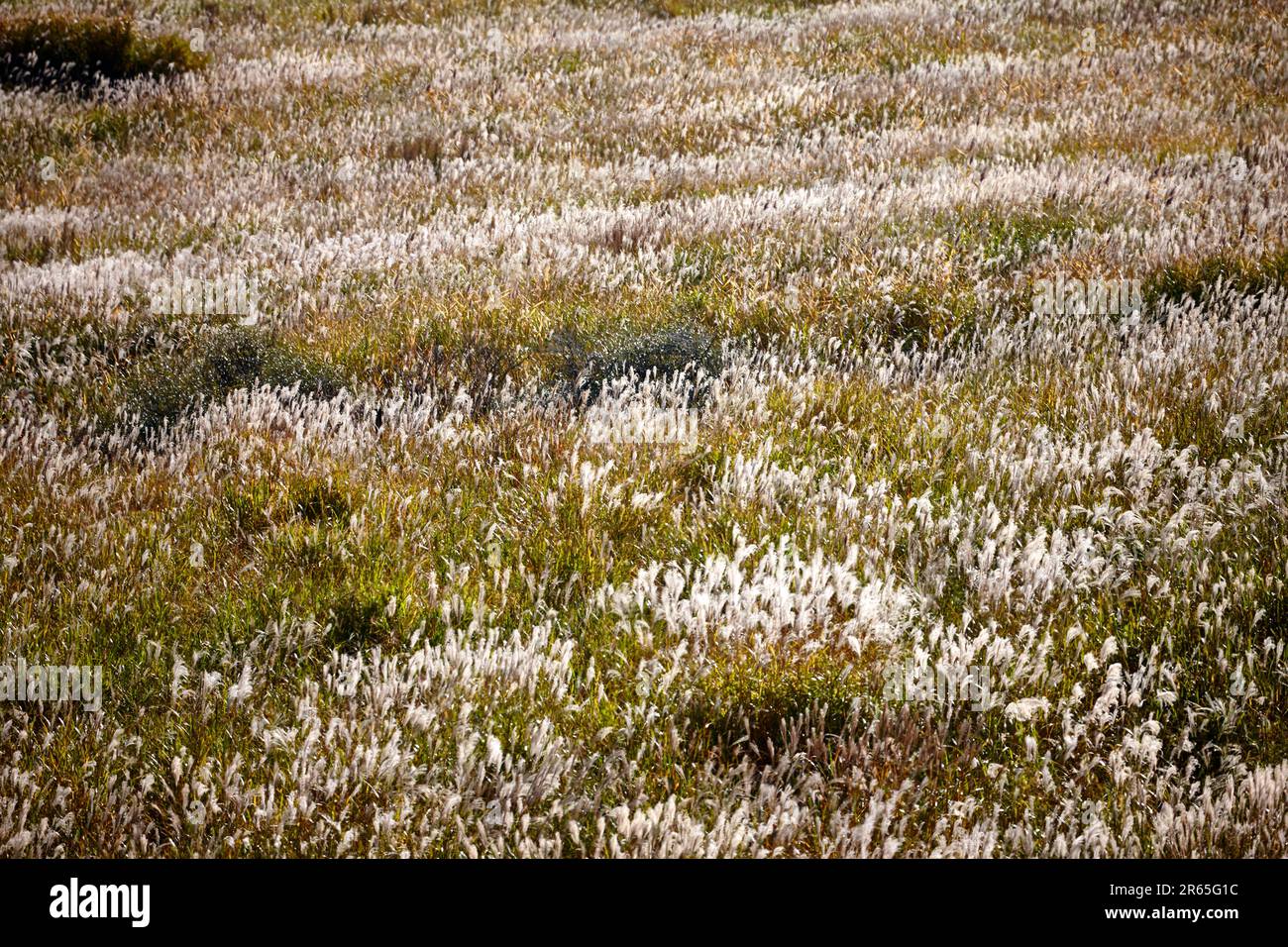 Scenery of Aso Stock Photo - Alamy