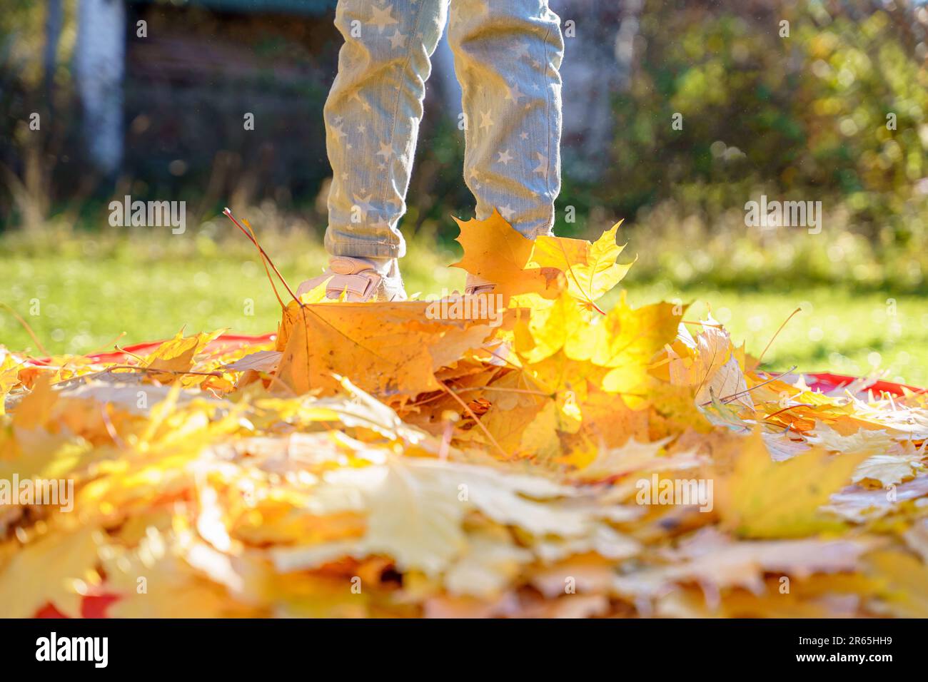 Girl kid jumping on trampoline with autumn leaves. Bright yellow orange ...