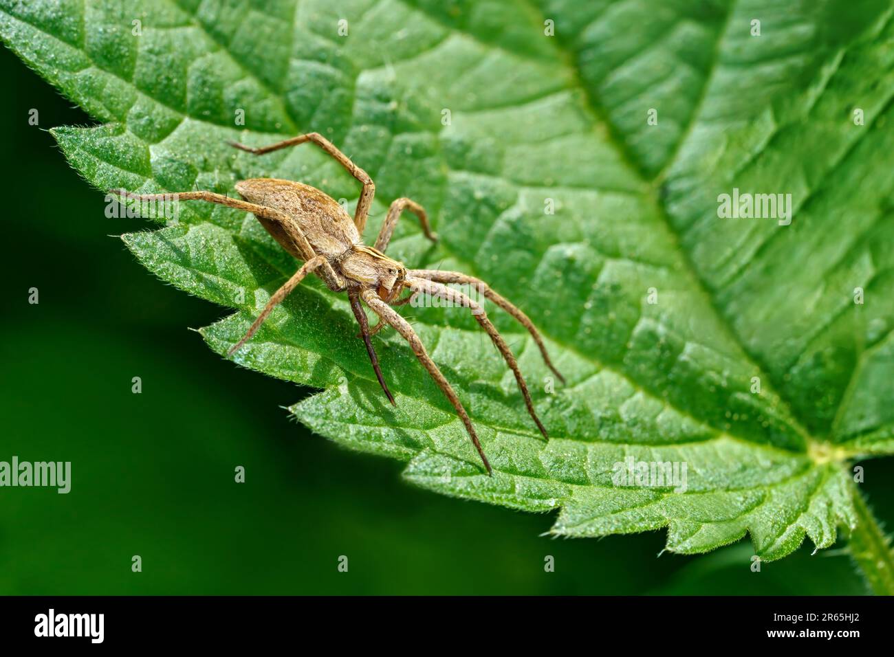 Nursery web spider (Pisaura mirabilis) with a regenerated recently ...