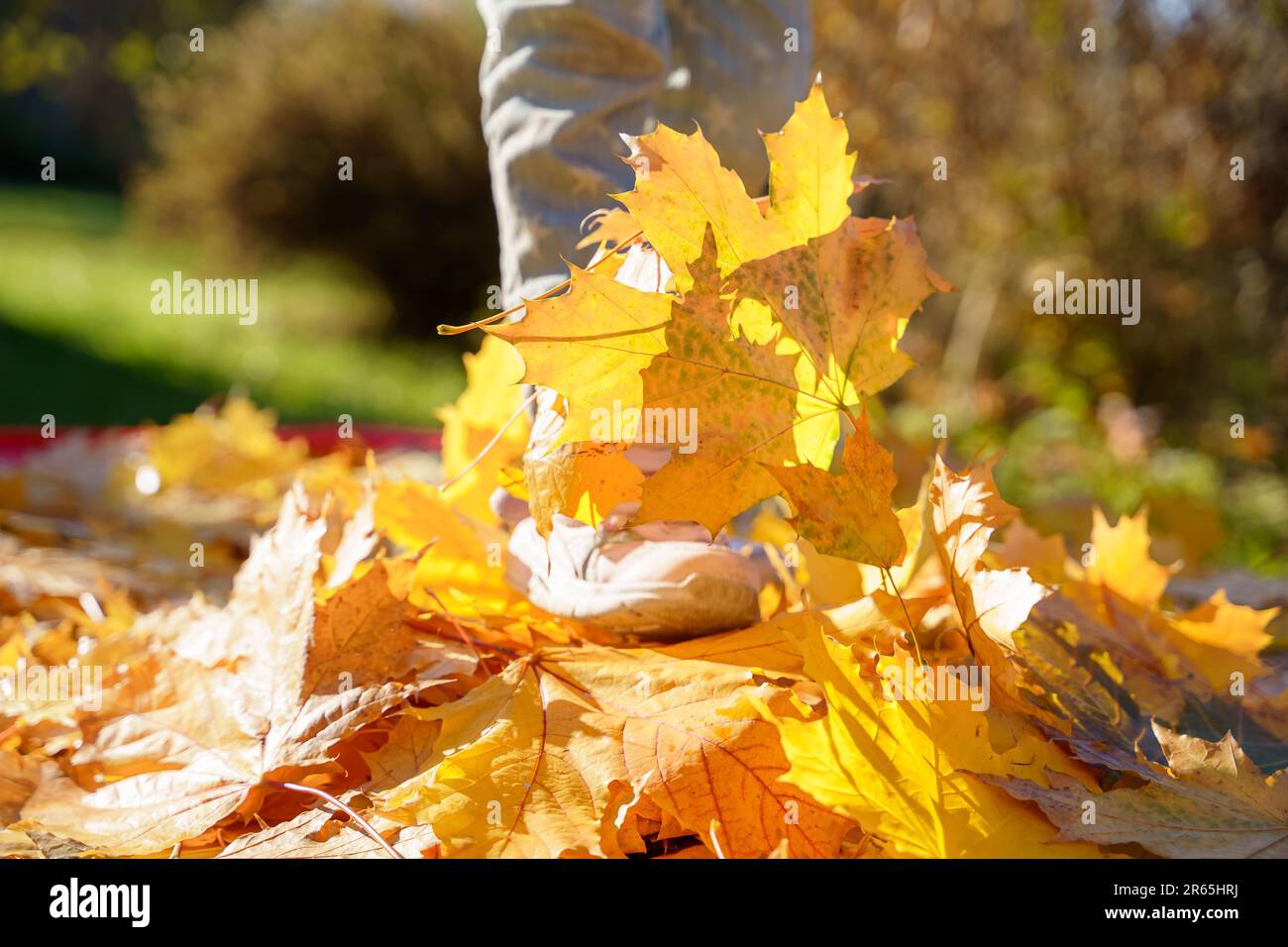 Girl kid jumping on trampoline with autumn leaves. Bright yellow orange ...