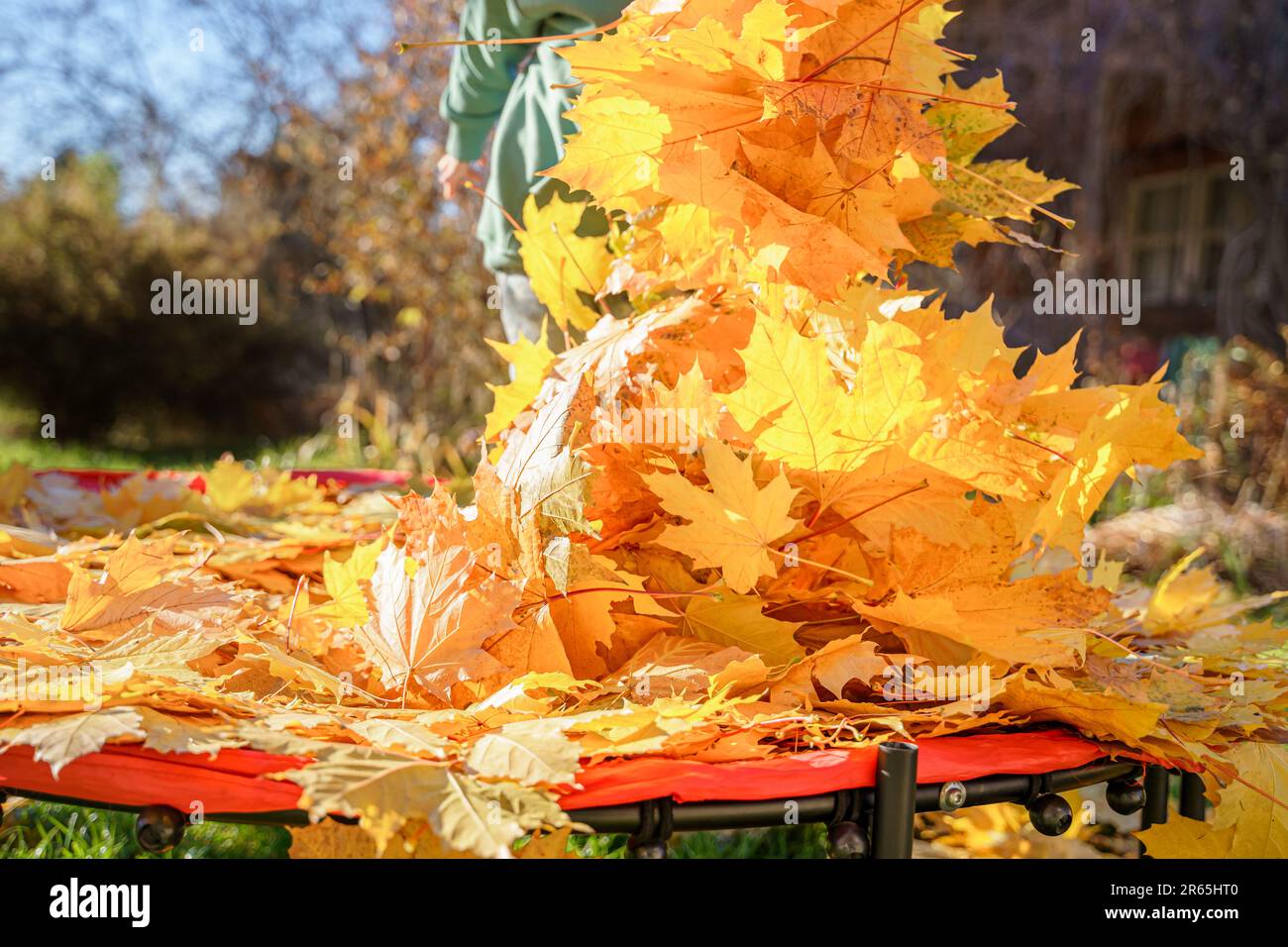 Girl kid jumping on trampoline with autumn leaves. Bright yellow orange ...