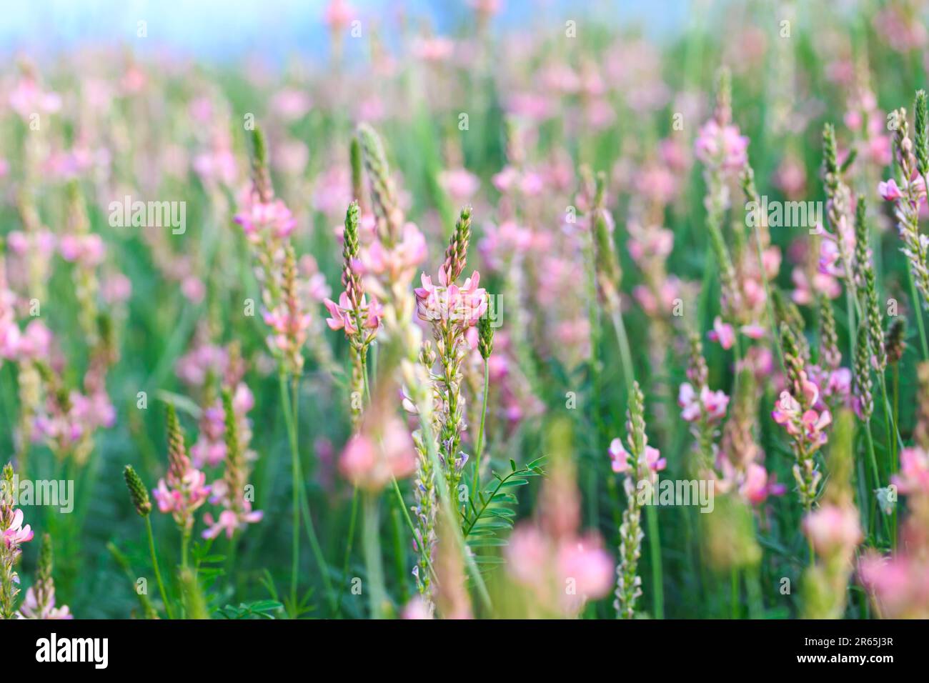 Field of pink flowers Sainfoin, Onobrychis viciifolia. Honey plant ...