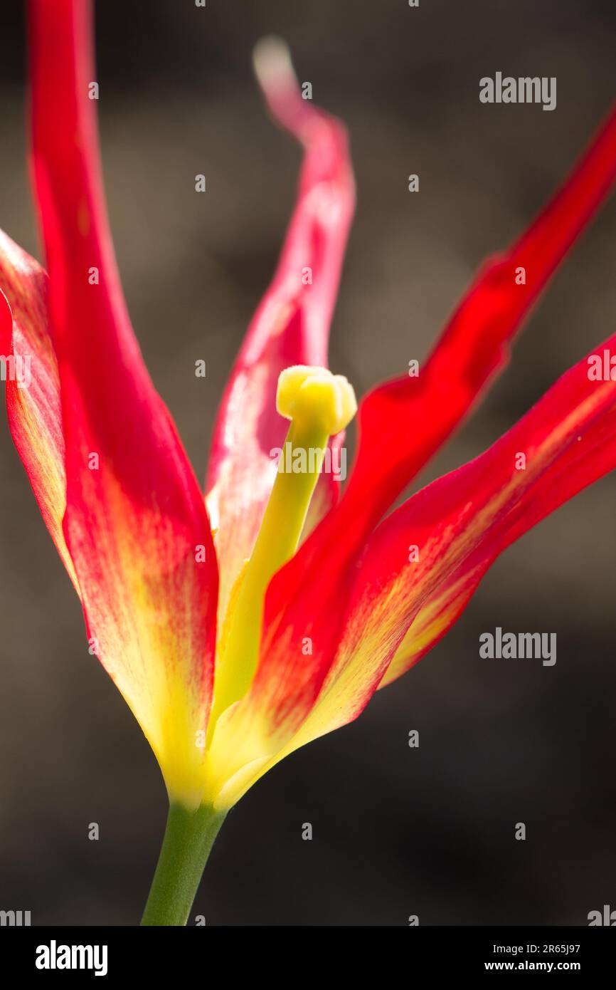 Long stem flower hi-res stock photography and images - Alamy