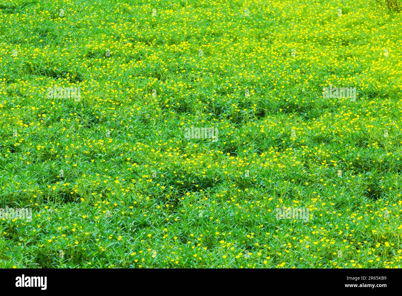 Exotic species hi-res stock photography and images - Alamy