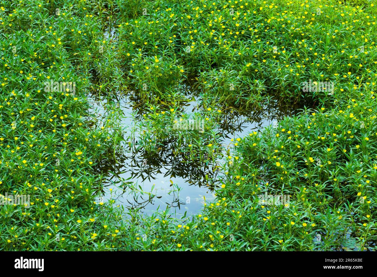 Exotic species hi-res stock photography and images - Alamy