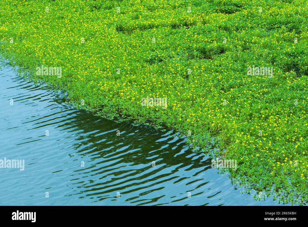 Kimpai hi-res stock photography and images - Alamy