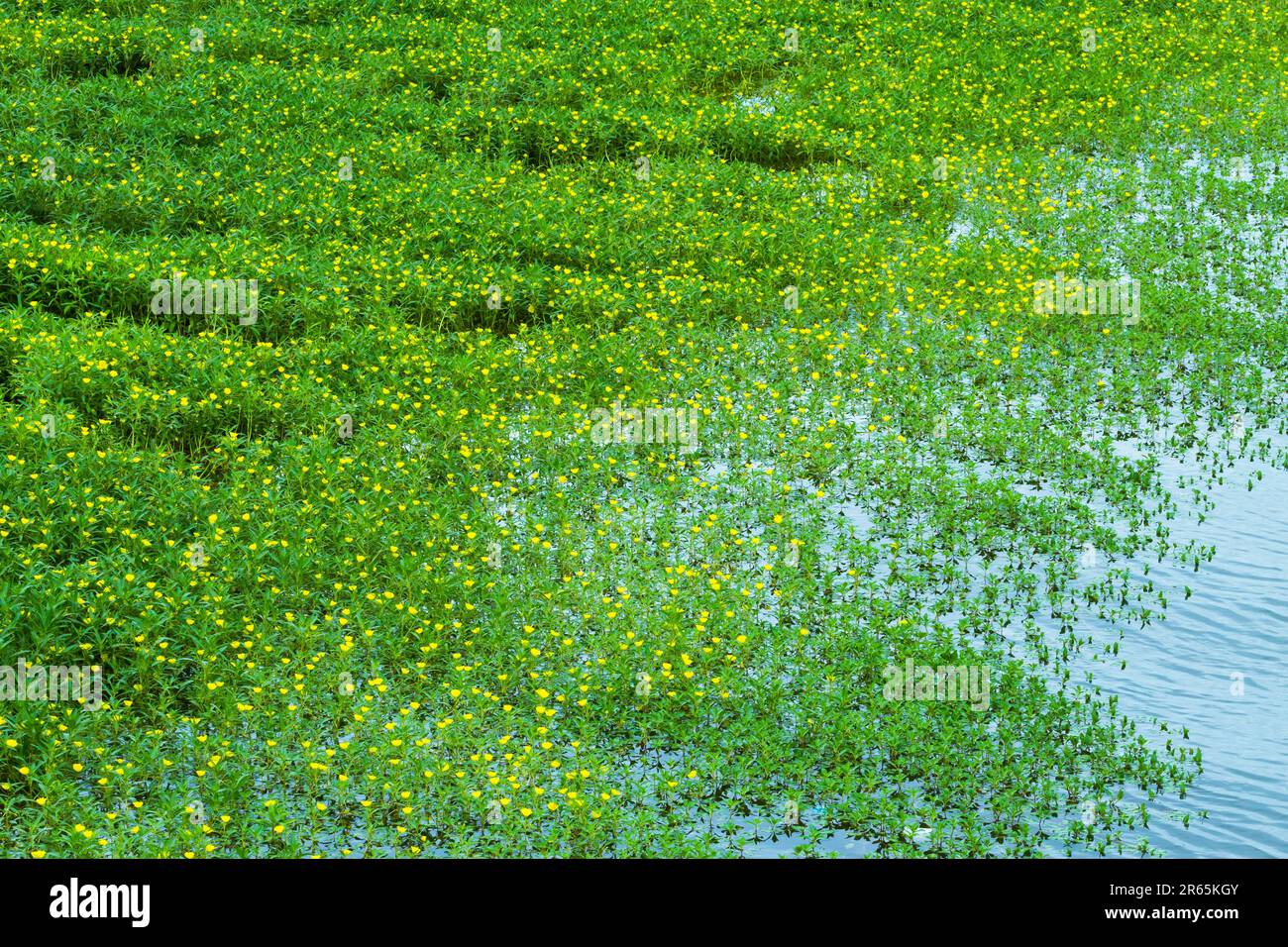 Exotic species hi-res stock photography and images - Alamy