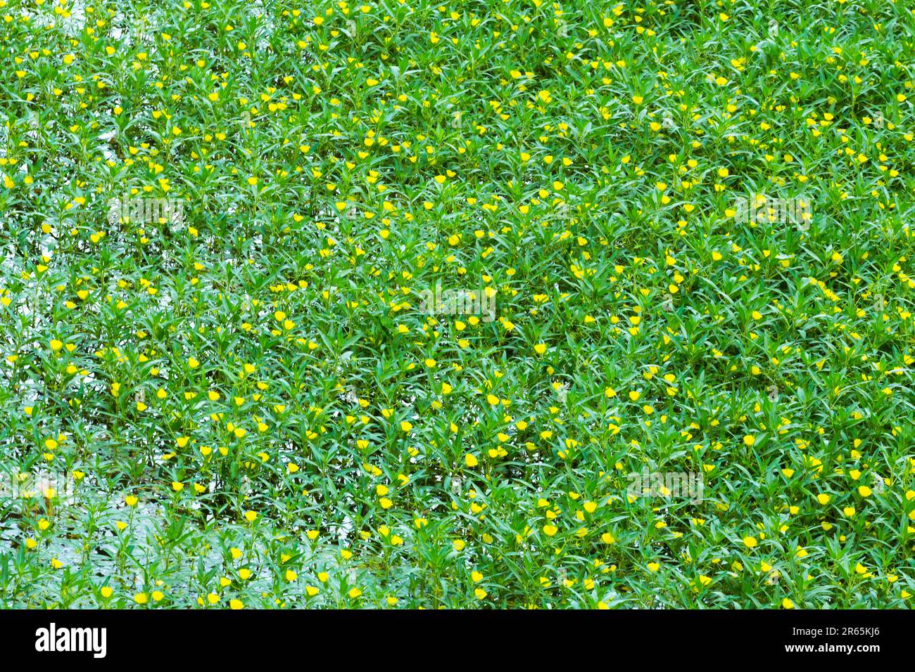 Kimpai hi-res stock photography and images - Alamy