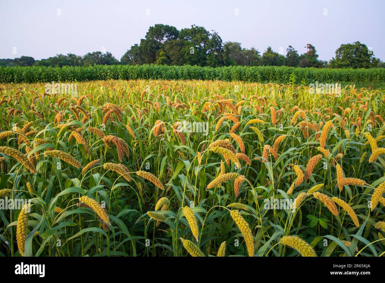 Raw Ripe millet crops in the field agriculture landscape view Stock ...