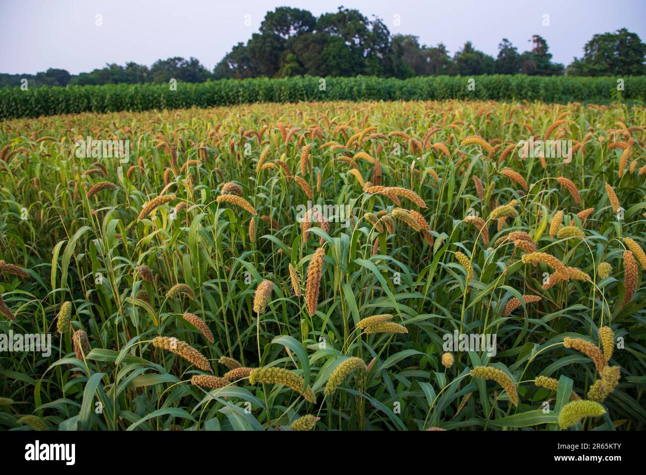 Raw Ripe millet crops in the field agriculture landscape view Stock ...
