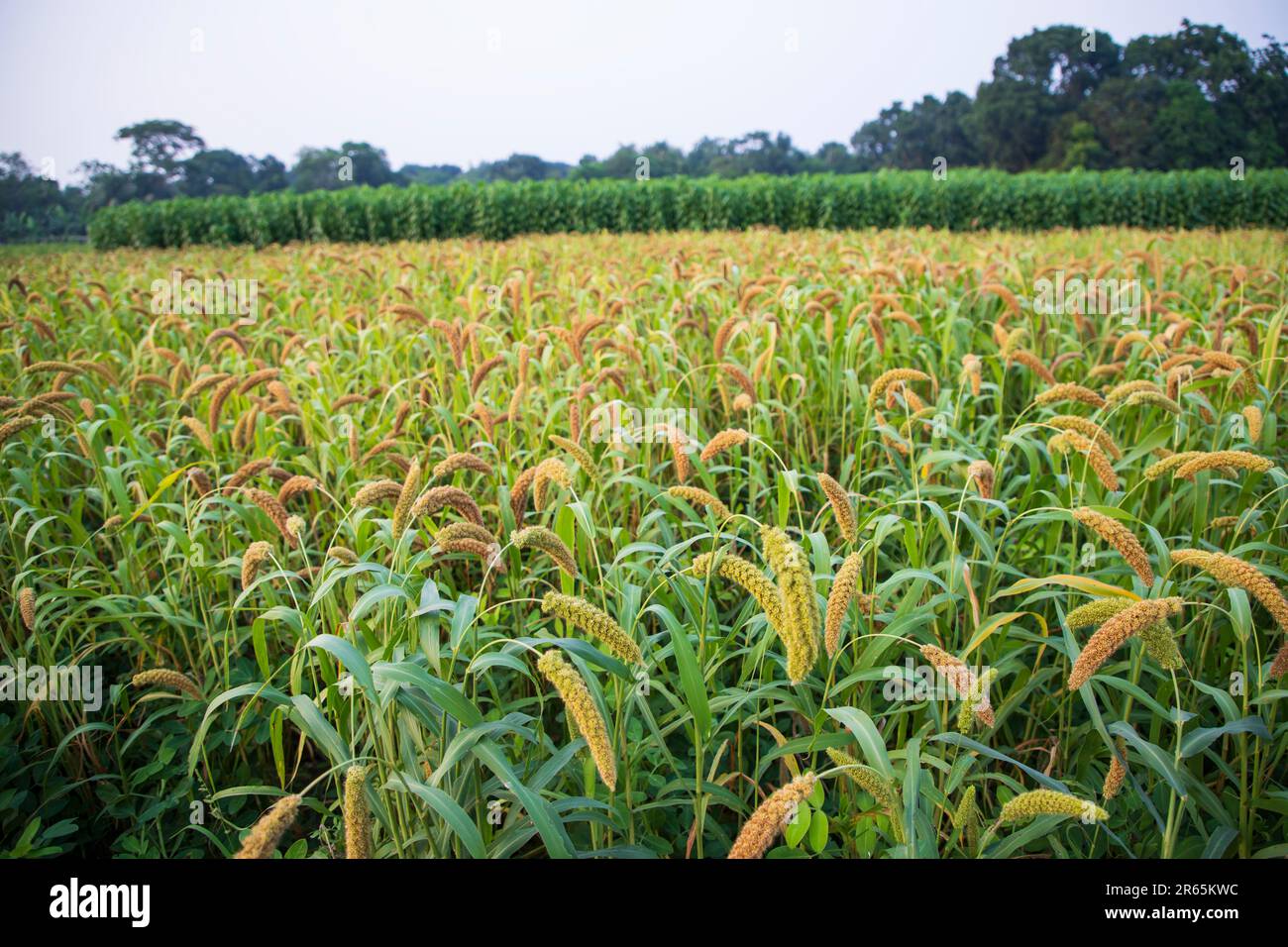 Raw Ripe millet crops in the field agriculture landscape view Stock ...