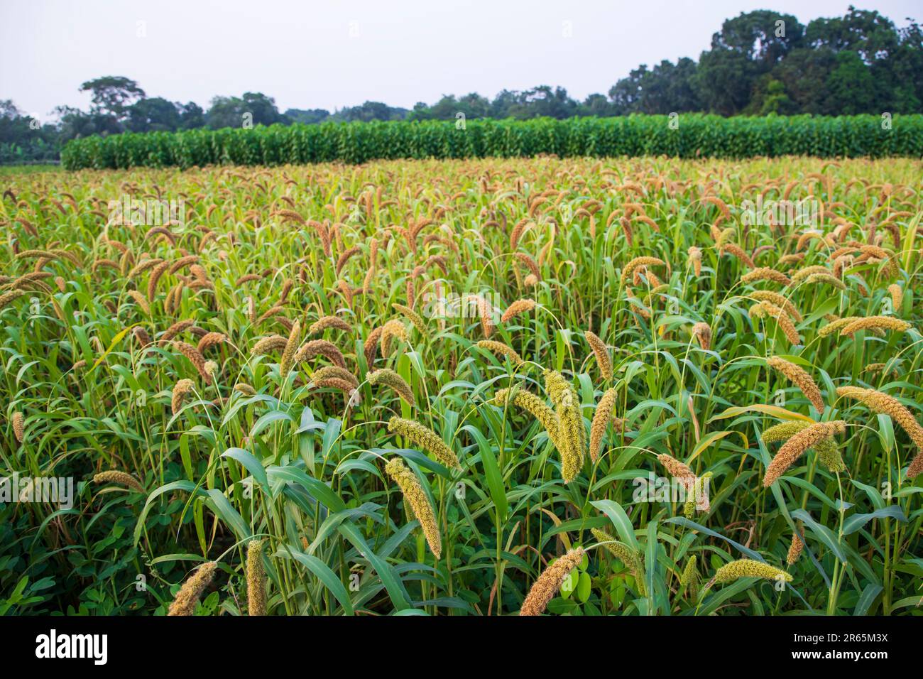Raw Ripe millet crops in the field agriculture landscape view Stock ...