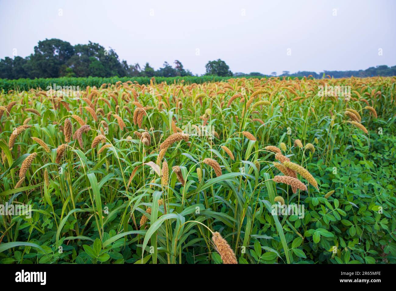 Raw Ripe millet crops in the field agriculture landscape view Stock ...