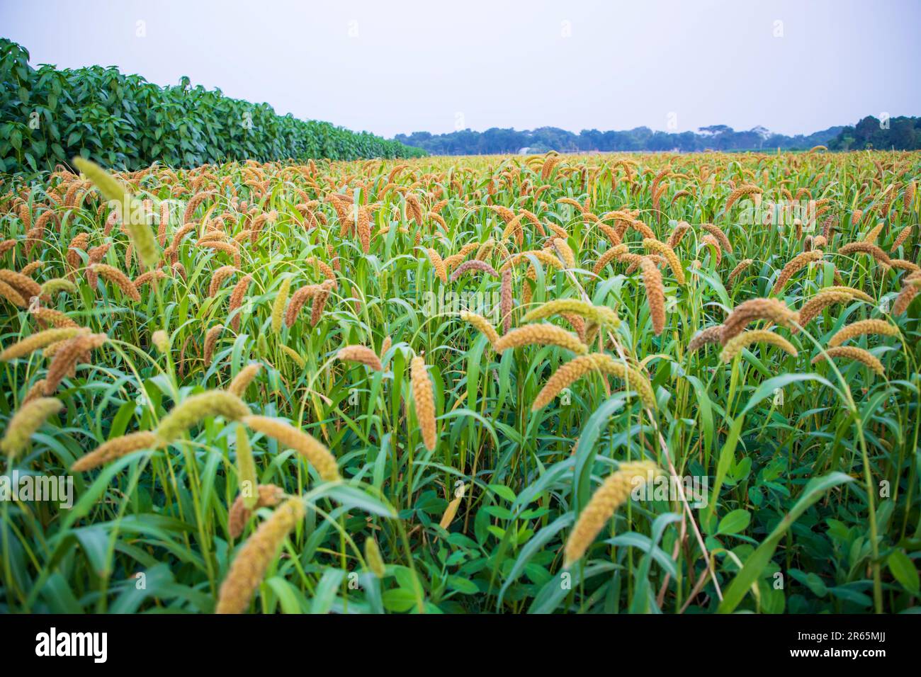 Raw Ripe millet crops in the field agriculture landscape view Stock ...