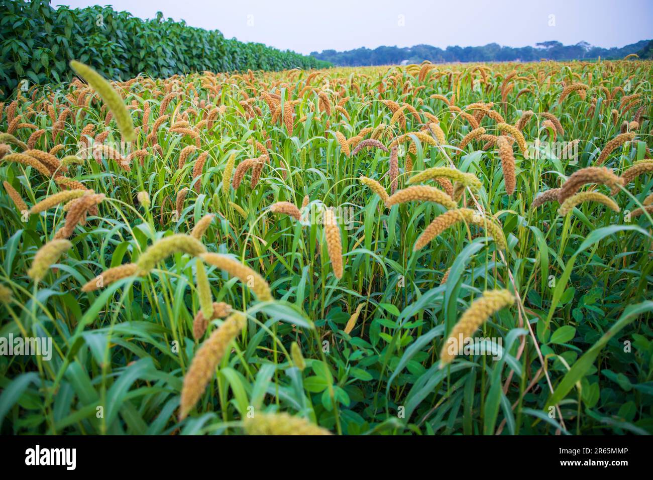 Raw Ripe millet crops in the field agriculture landscape view Stock ...