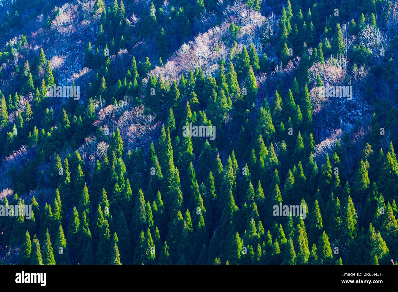 Cedar forests hi-res stock photography and images - Alamy