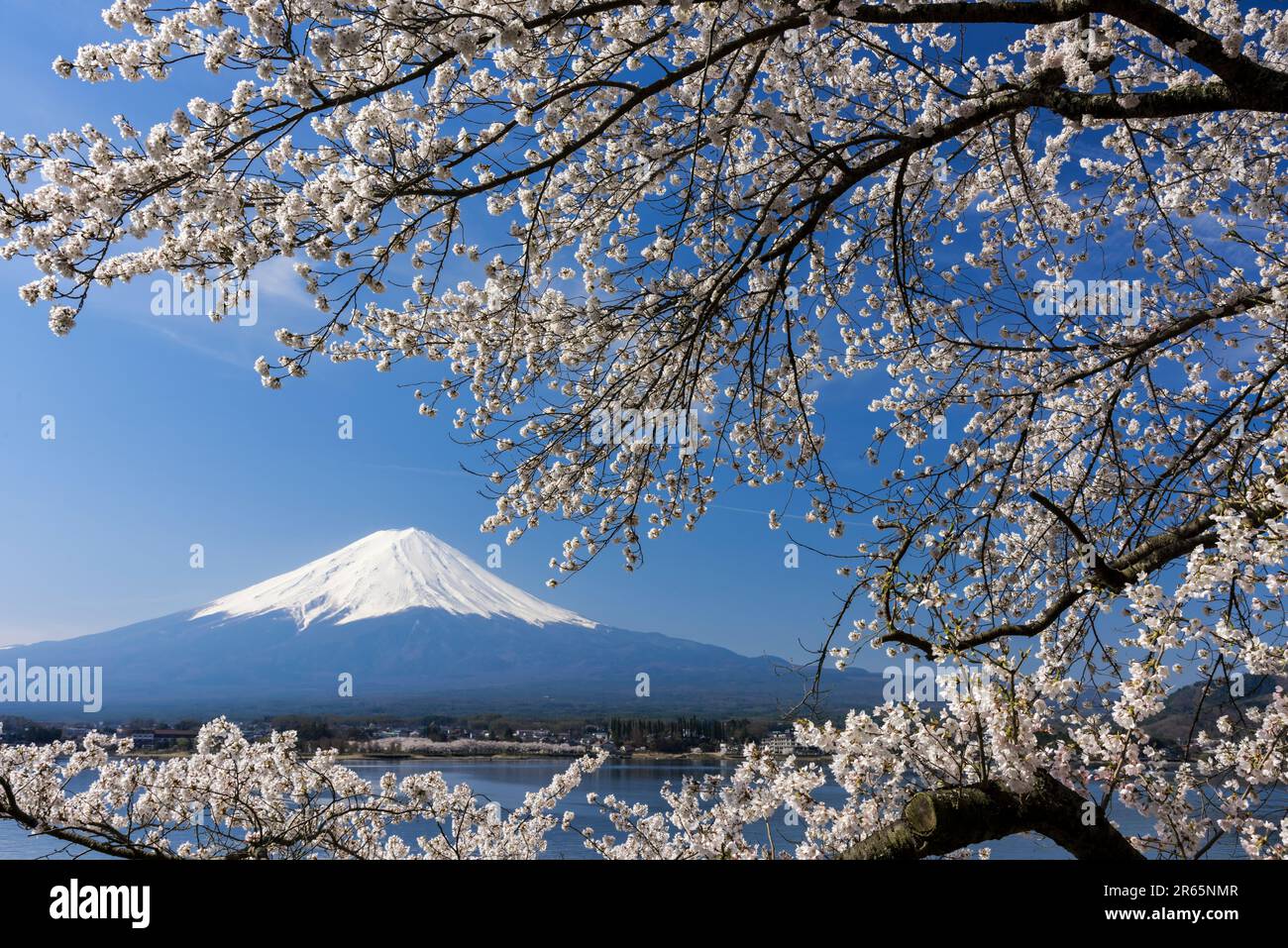 Mount Fuji with cherry blossom Stock Photo - Alamy