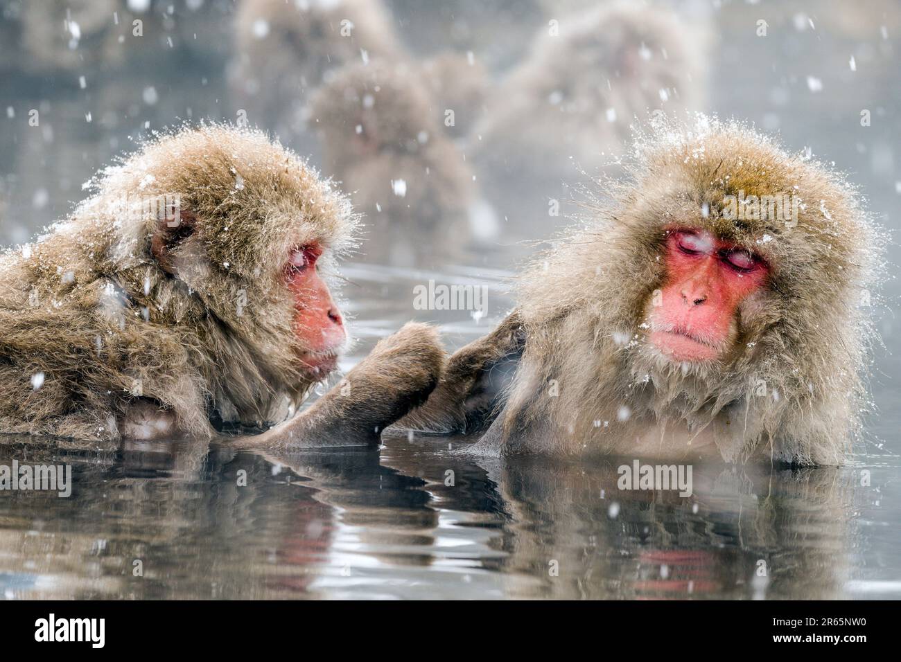 Snow monkeys bathing in a hot spring Stock Photo - Alamy