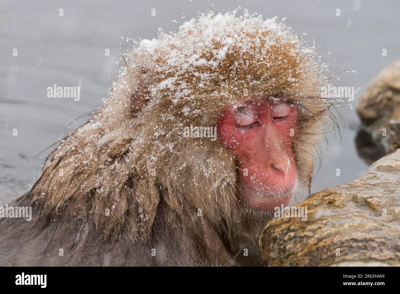 Snow monkeys bathing in a hot spring Stock Photo - Alamy