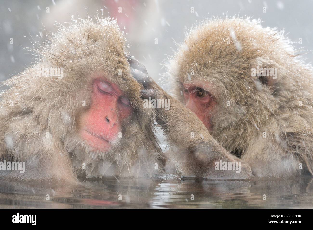 Snow monkeys bathing in a hot spring Stock Photo - Alamy