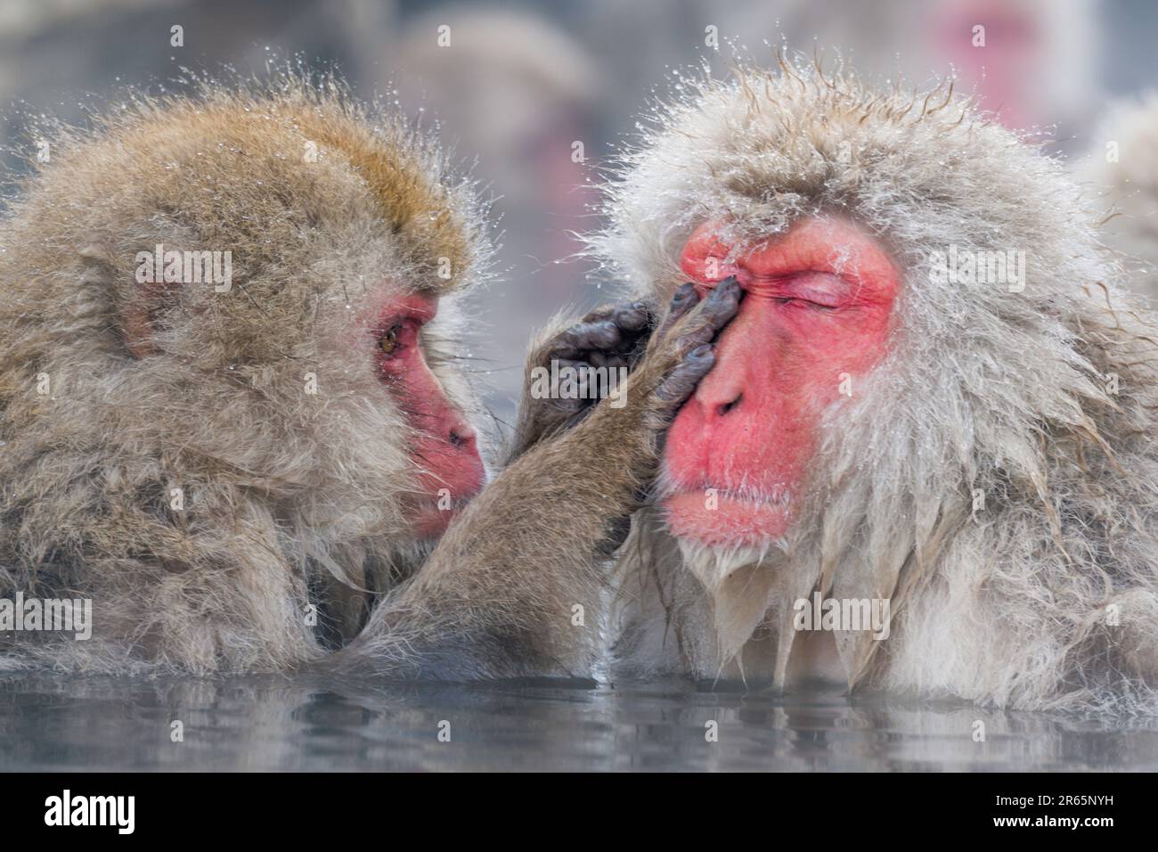 Snow monkeys bathing in a hot spring Stock Photo - Alamy