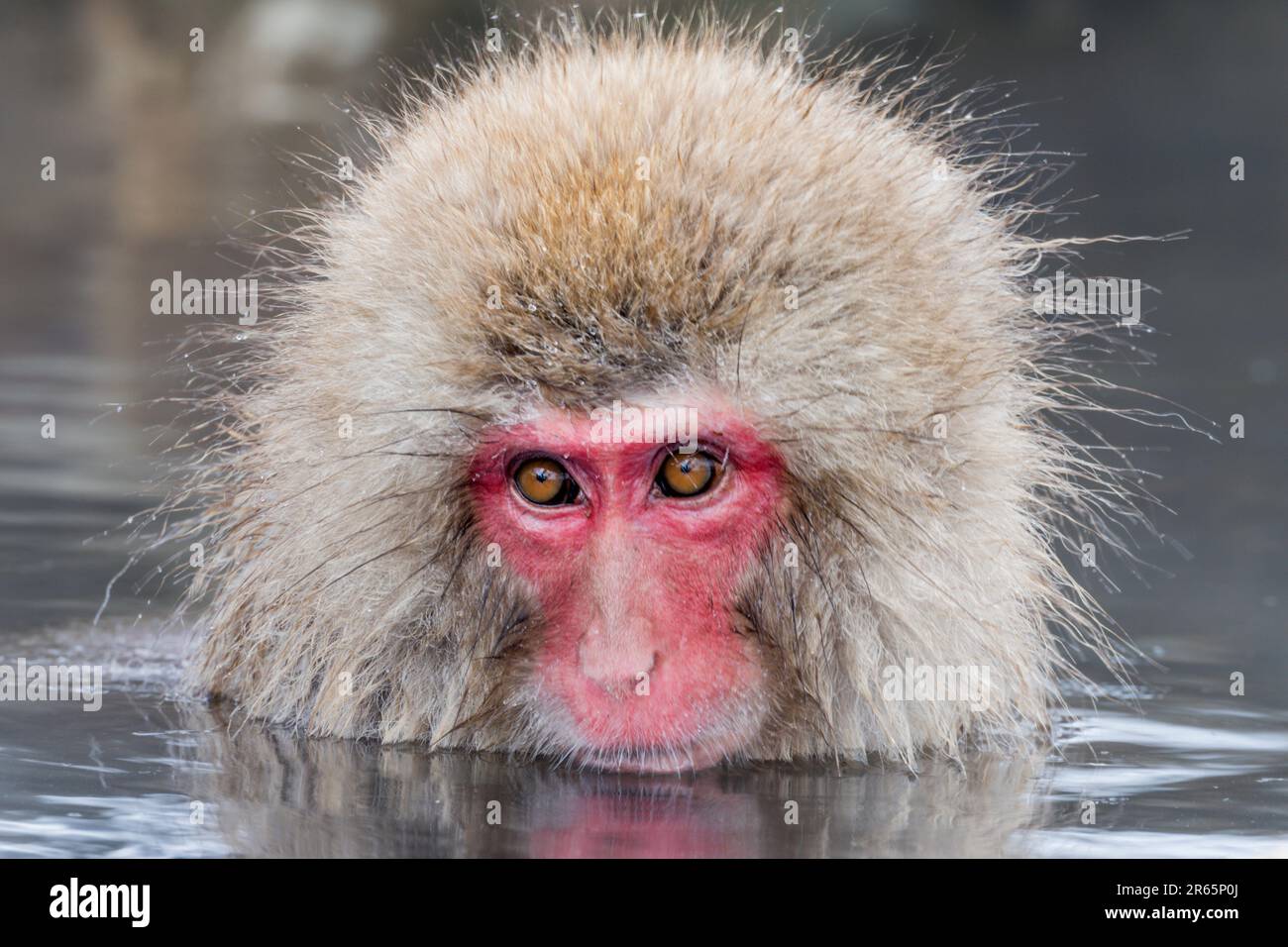 Snow monkeys bathing in a hot spring Stock Photo - Alamy
