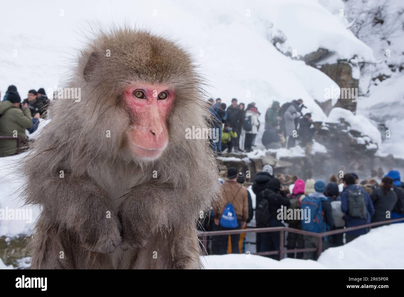 Snow monkeys bathing in a hot spring Stock Photo - Alamy
