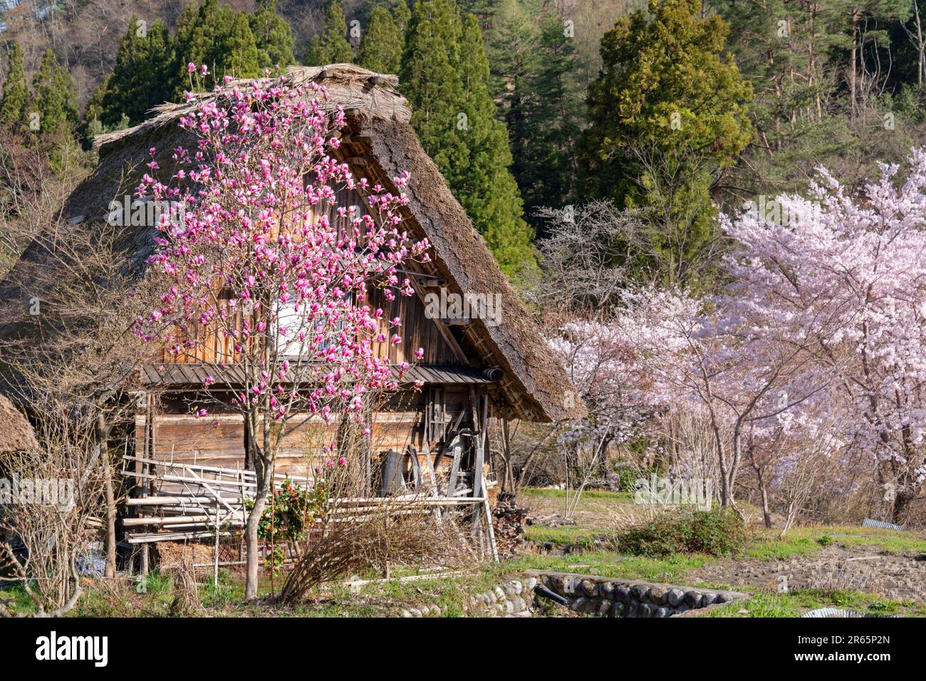 Gassho-Zukuri Minka and Cherry Blossoms in Shirakawa-go in Spring Stock ...