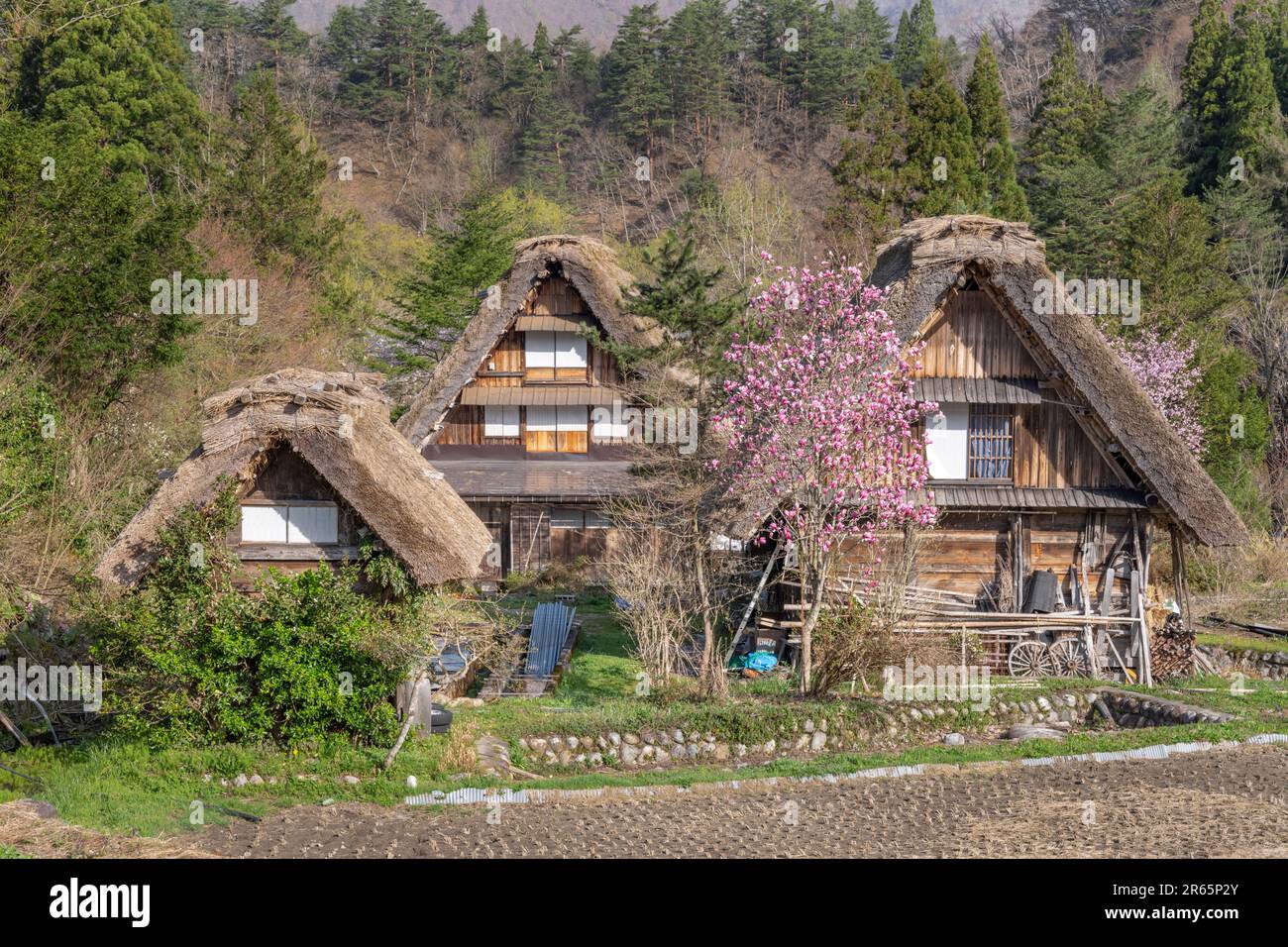 Gassho-Zukuri Minka and Cherry Blossoms in Shirakawa-go in Spring Stock ...