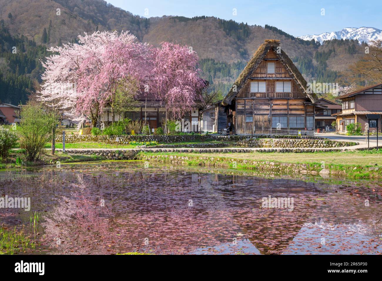 Gassho-Zukuri Minka and Cherry Blossoms in Shirakawa-go in Spring Stock ...