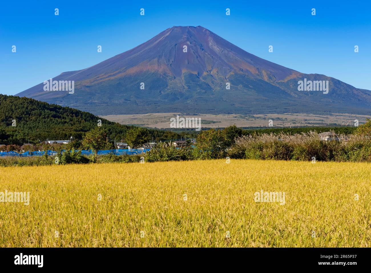 Fuji and ears of rice before harvest Stock Photo - Alamy