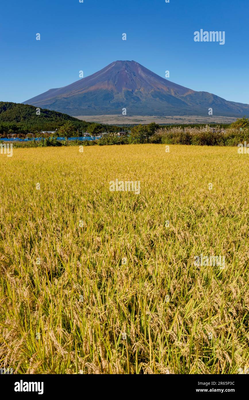 Fuji and ears of rice before harvest Stock Photo - Alamy