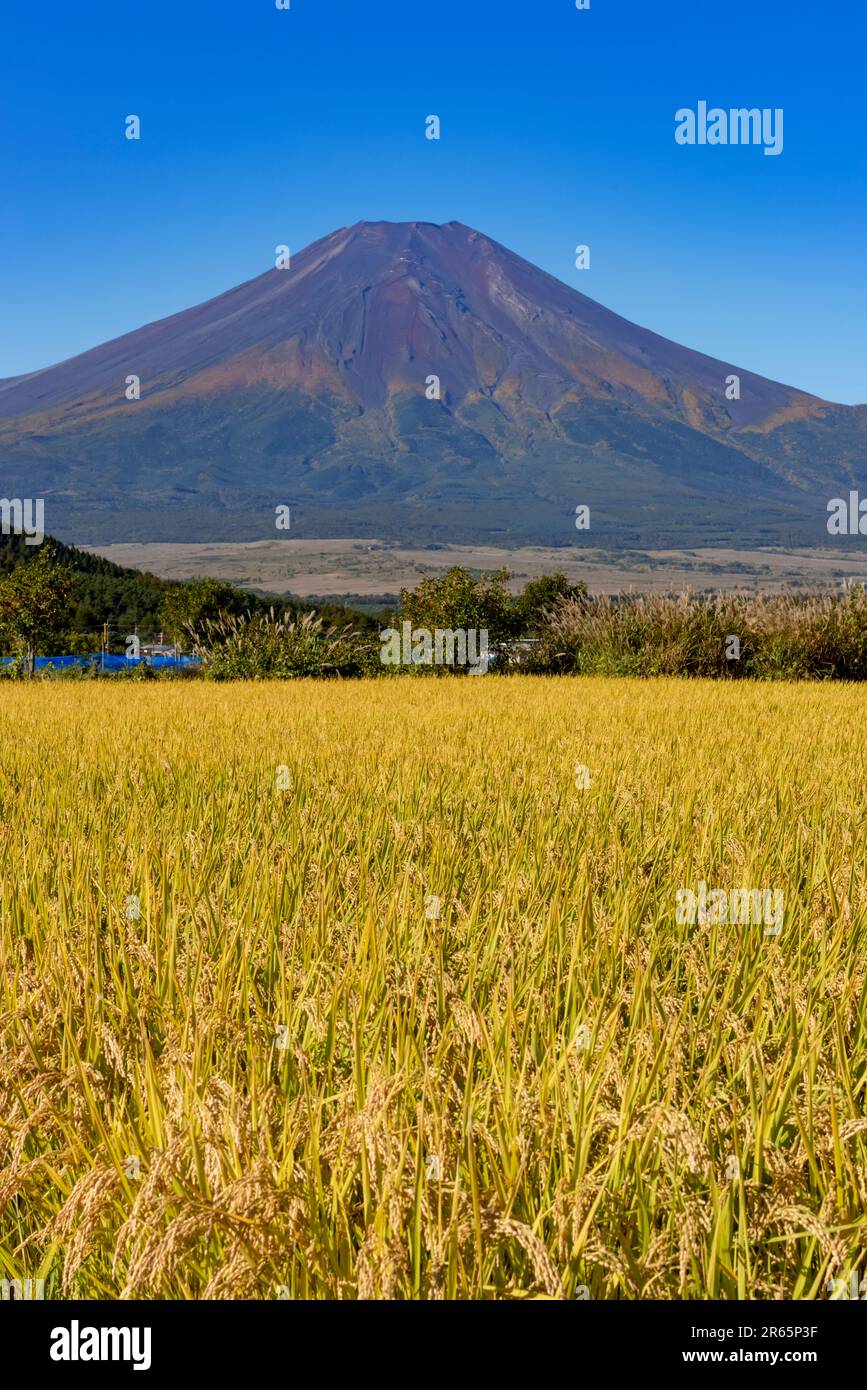 Fuji and ears of rice before harvest Stock Photo - Alamy