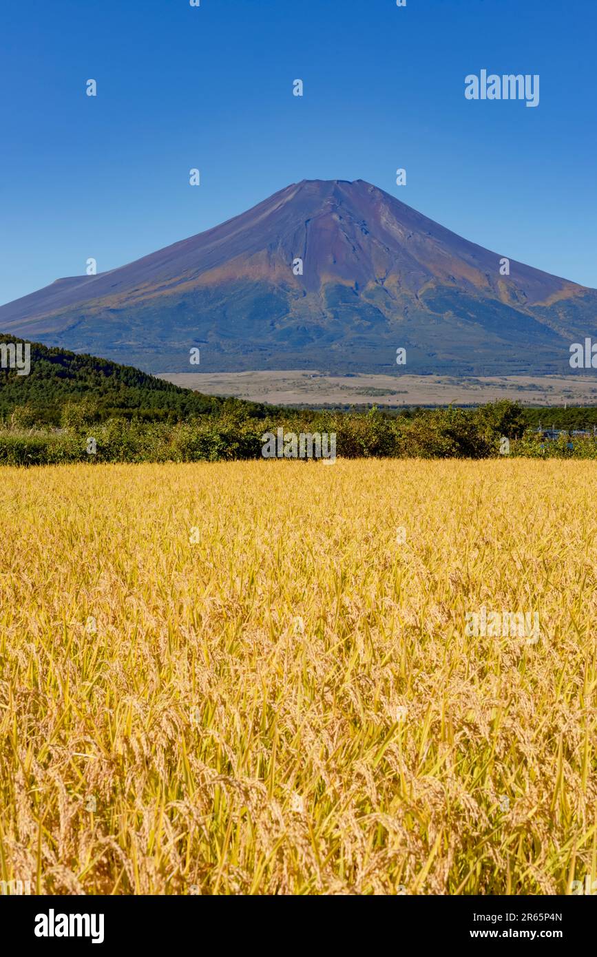 Fuji and ears of rice before harvest Stock Photo - Alamy