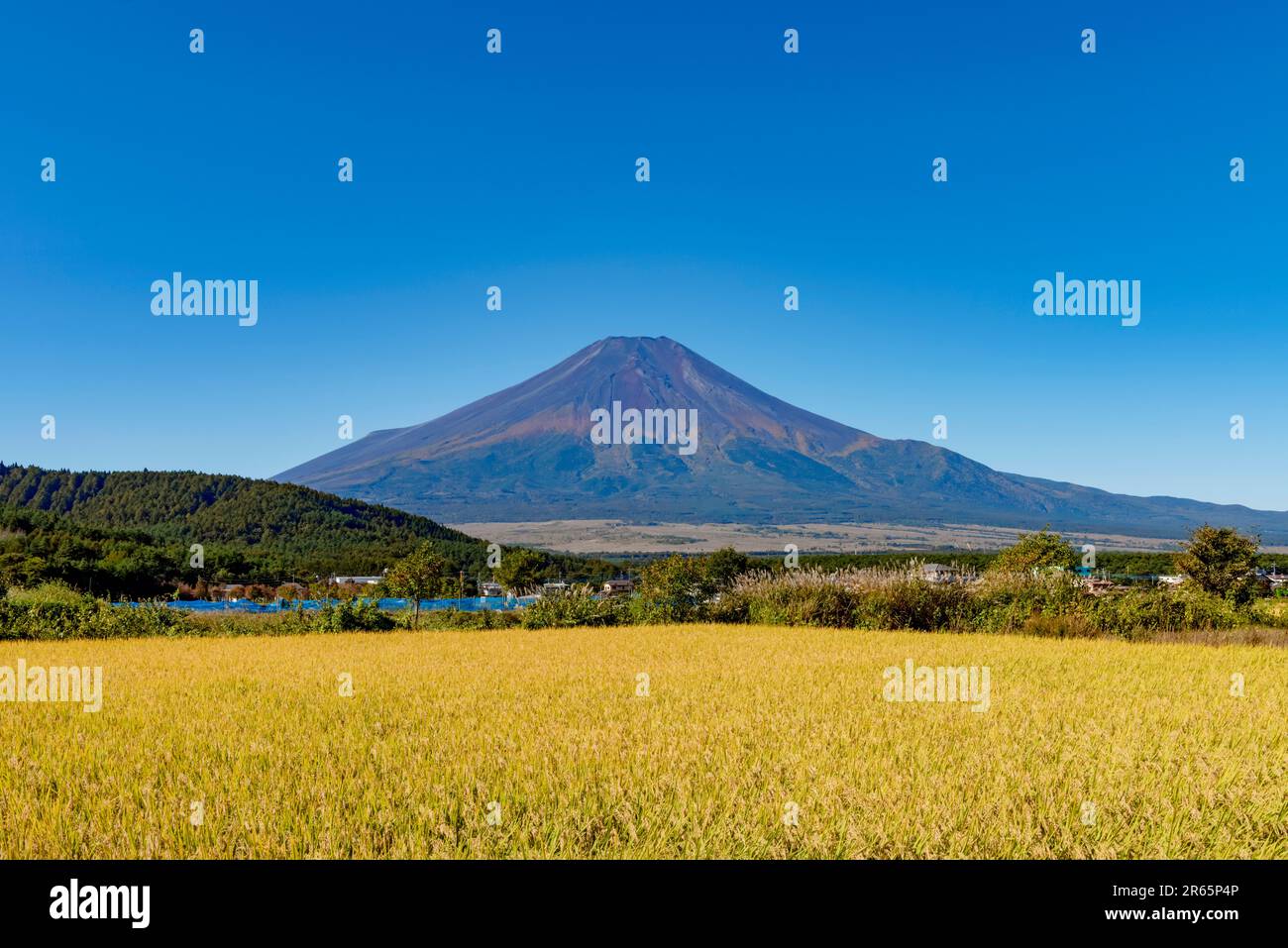 Fuji and ears of rice before harvest Stock Photo - Alamy