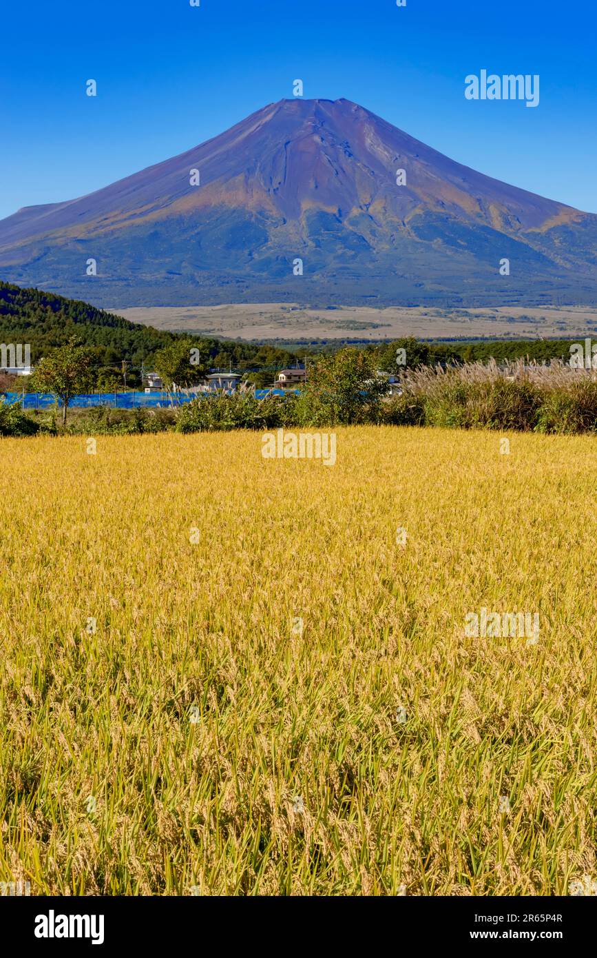 Fuji and ears of rice before harvest Stock Photo - Alamy
