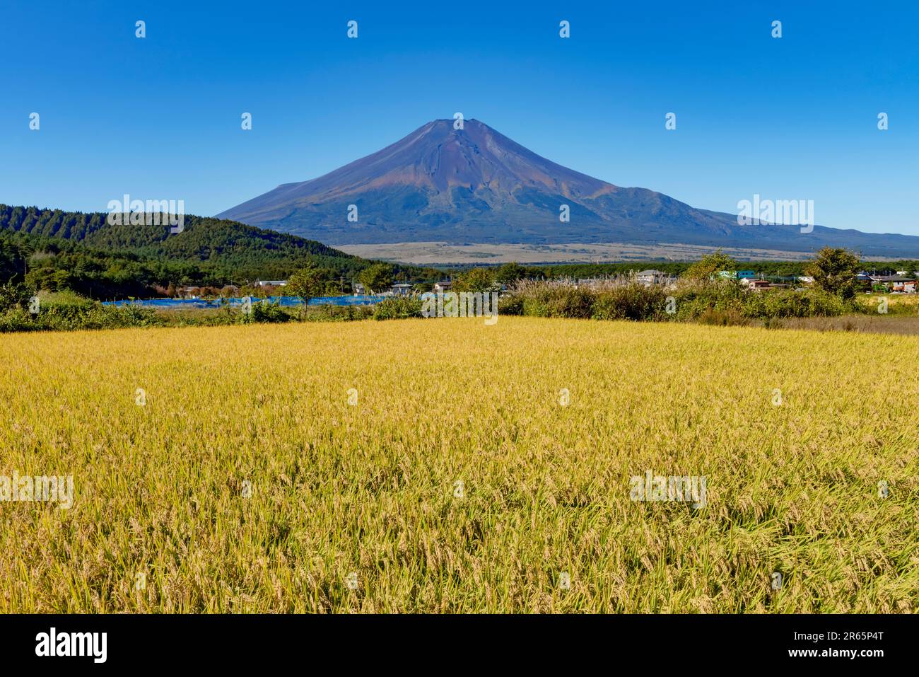 Fuji and ears of rice before harvest Stock Photo - Alamy