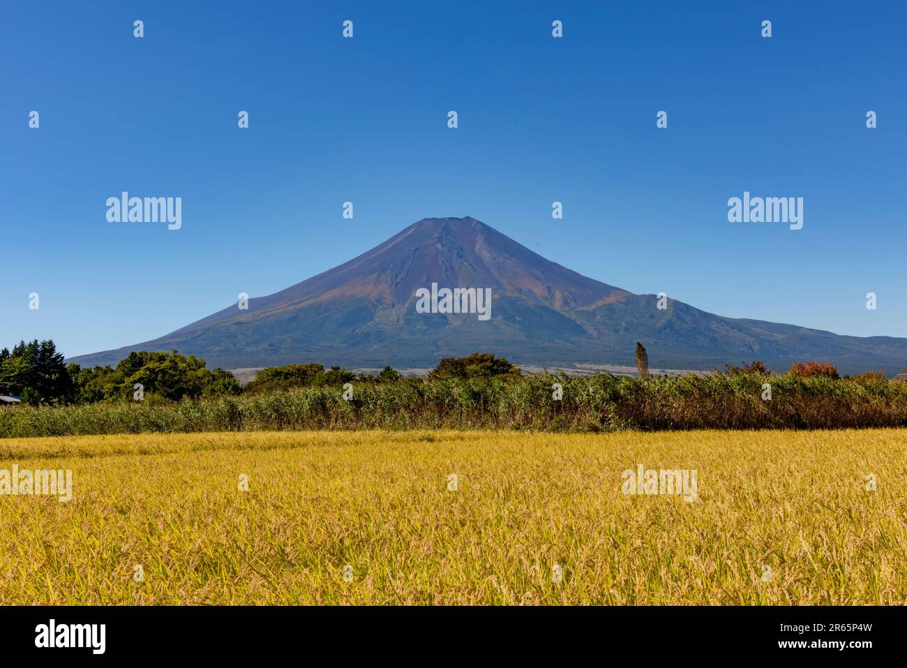 Fuji and ears of rice before harvest Stock Photo - Alamy