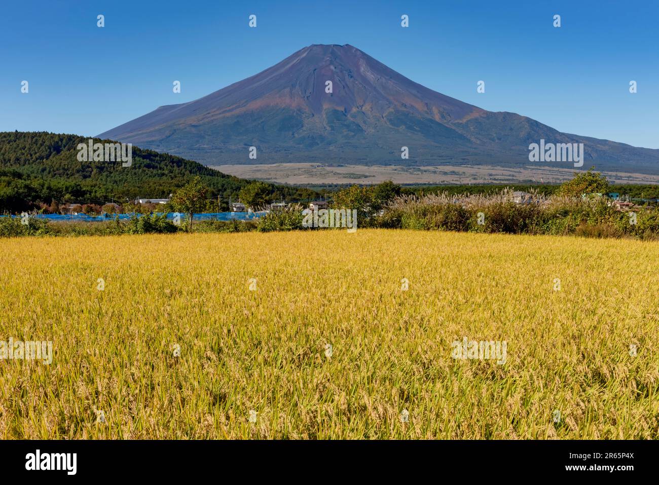 Fuji and ears of rice before harvest Stock Photo - Alamy
