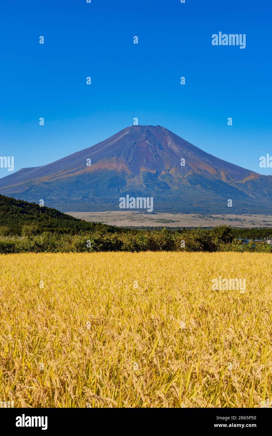 Fuji and ears of rice before harvest Stock Photo - Alamy