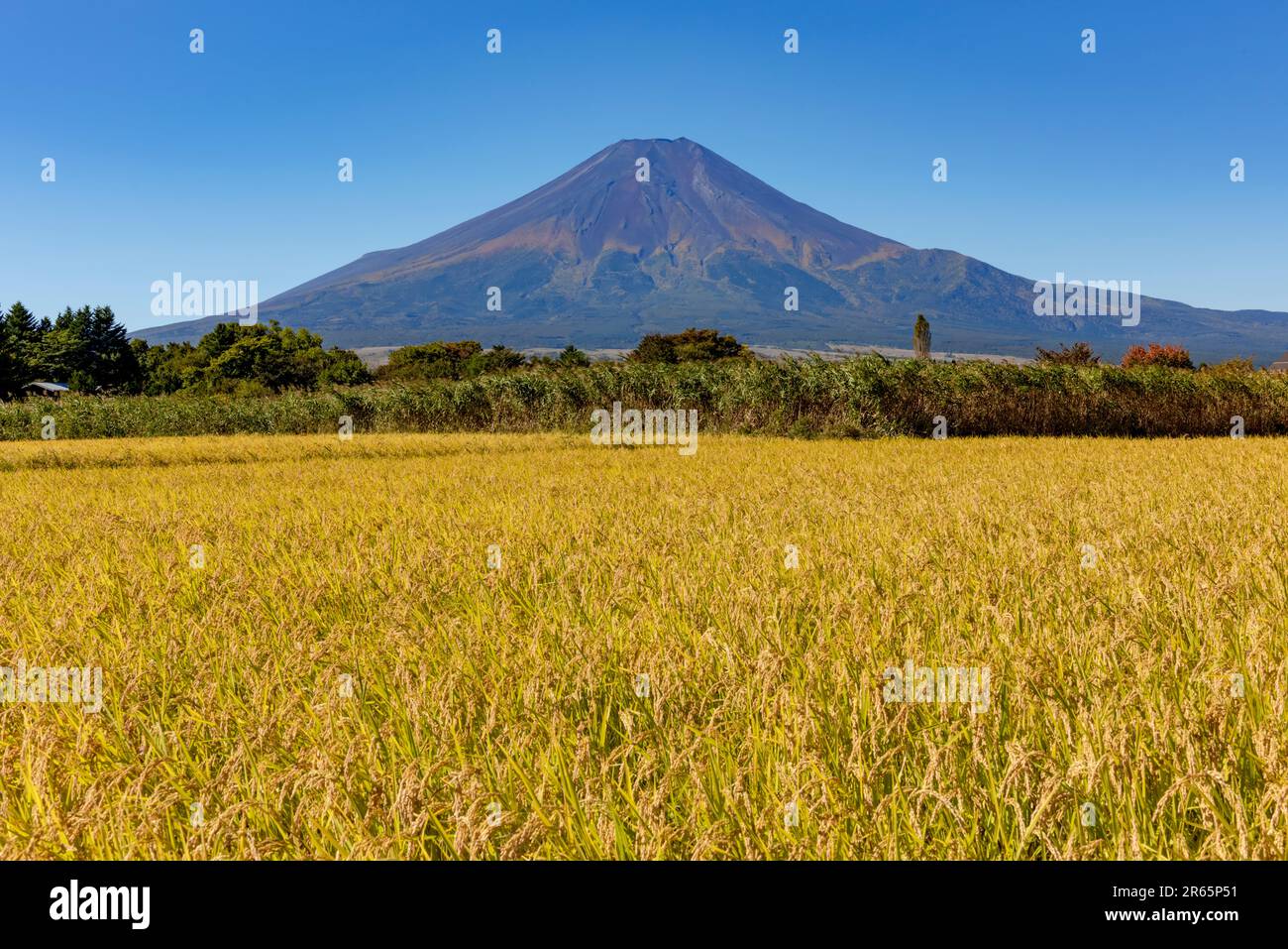 Fuji and ears of rice before harvest Stock Photo - Alamy