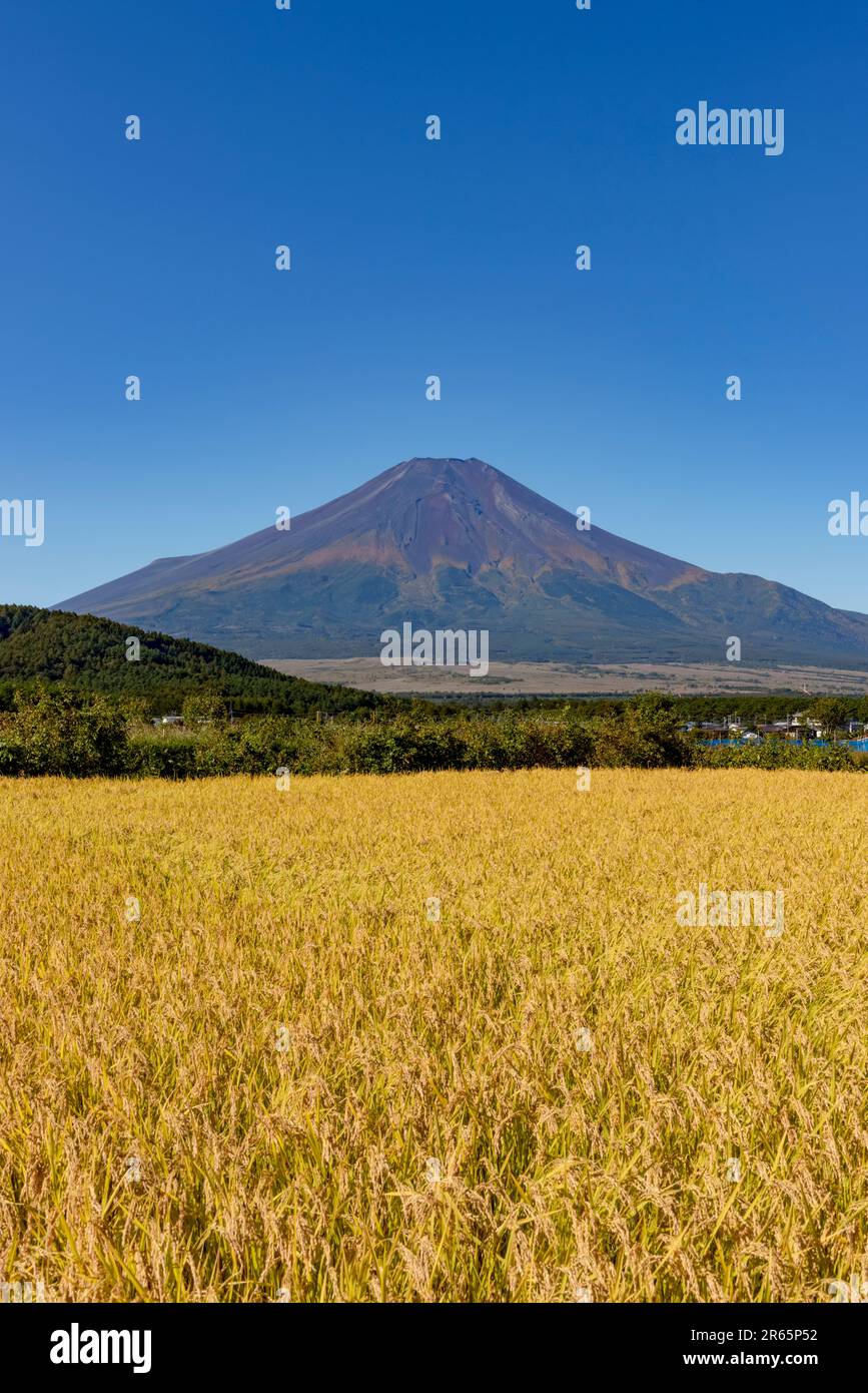 Fuji and ears of rice before harvest Stock Photo - Alamy