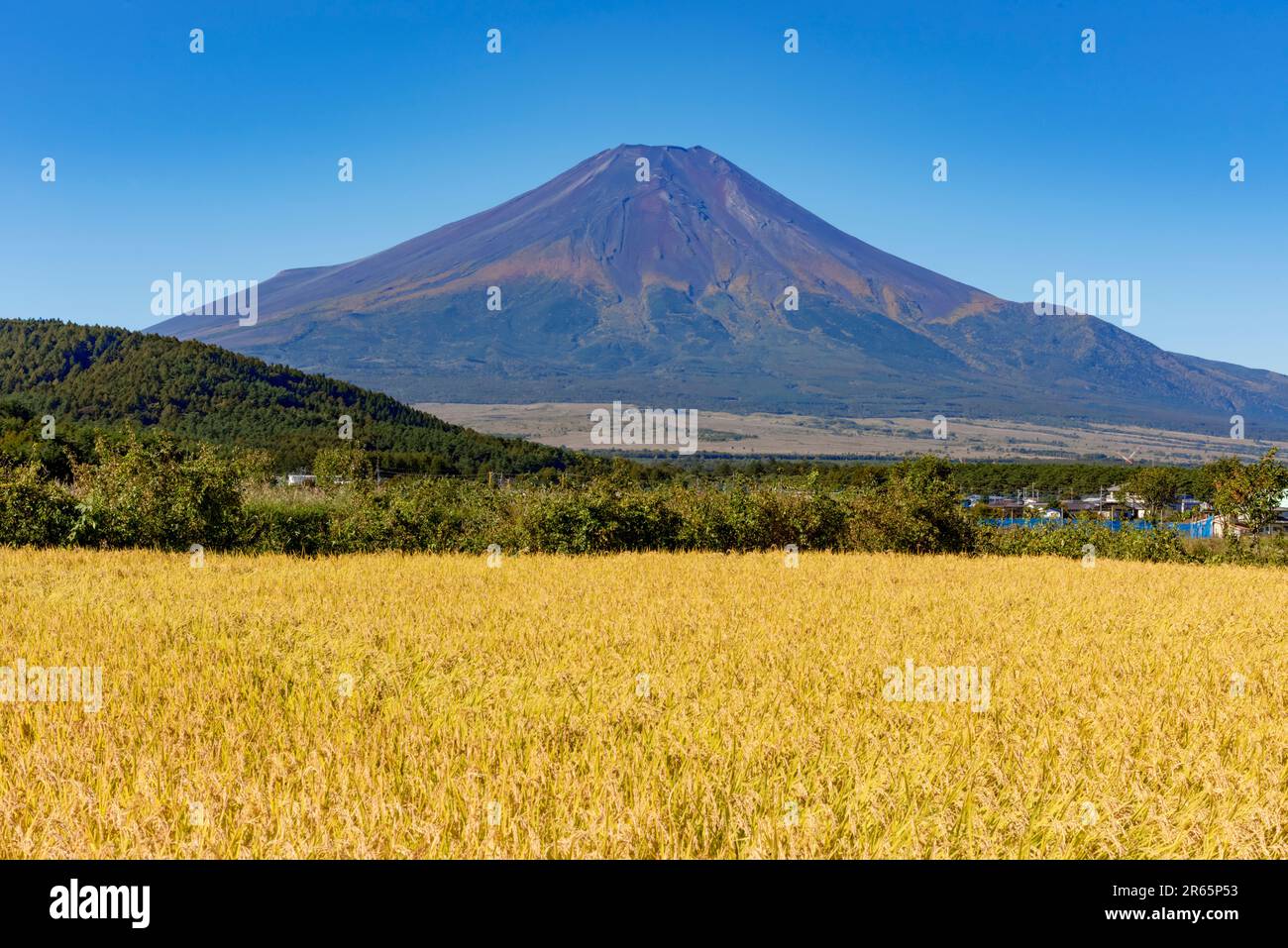 Fuji and ears of rice before harvest Stock Photo - Alamy