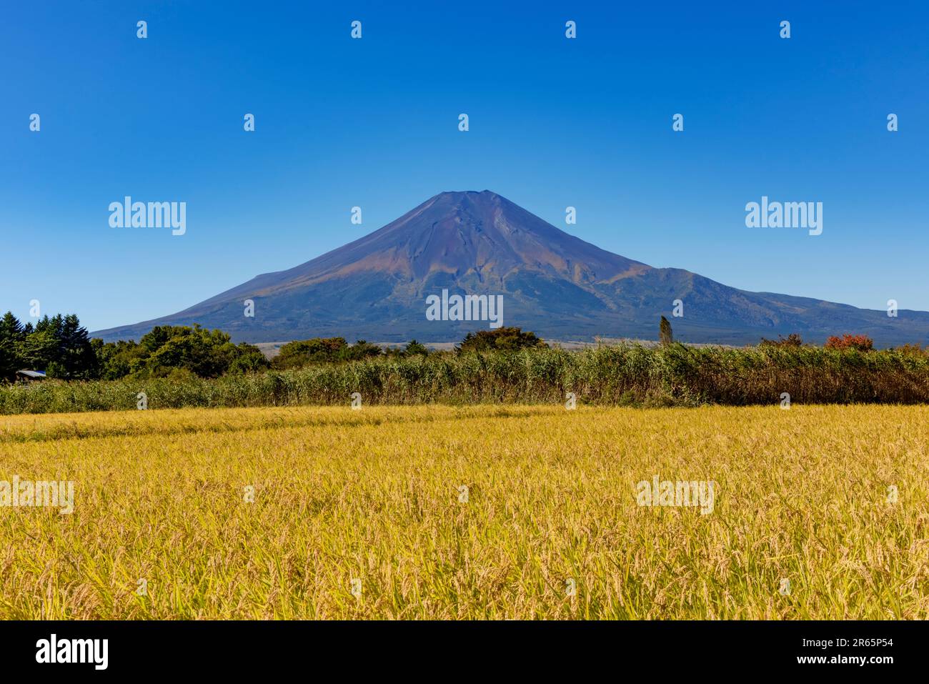 Fuji and ears of rice before harvest Stock Photo - Alamy