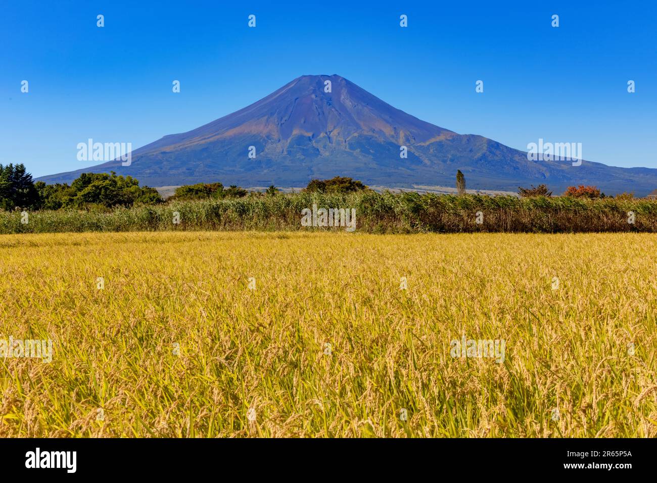 Fuji and ears of rice before harvest Stock Photo - Alamy