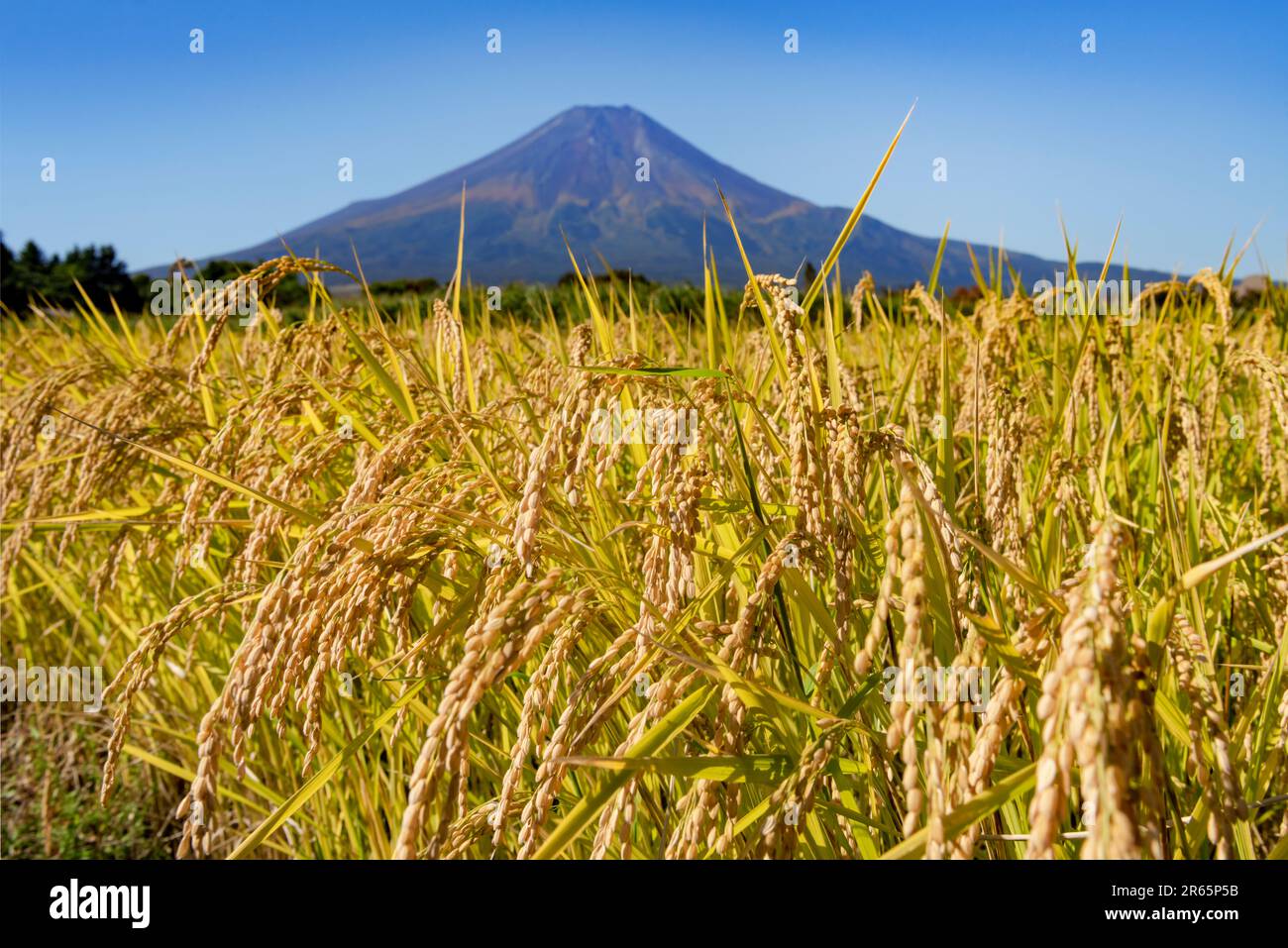 Fuji and ears of rice before harvest Stock Photo - Alamy
