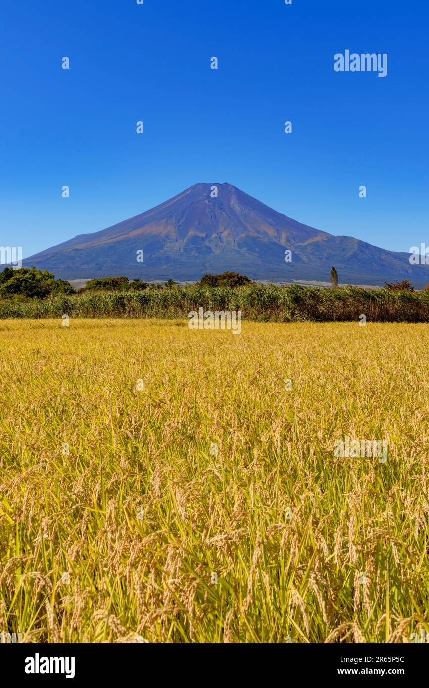 Fuji and ears of rice before harvest Stock Photo - Alamy