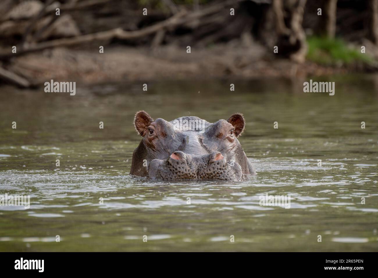 A hippo is submerged in a tranquil body of water, actively foraging for ...