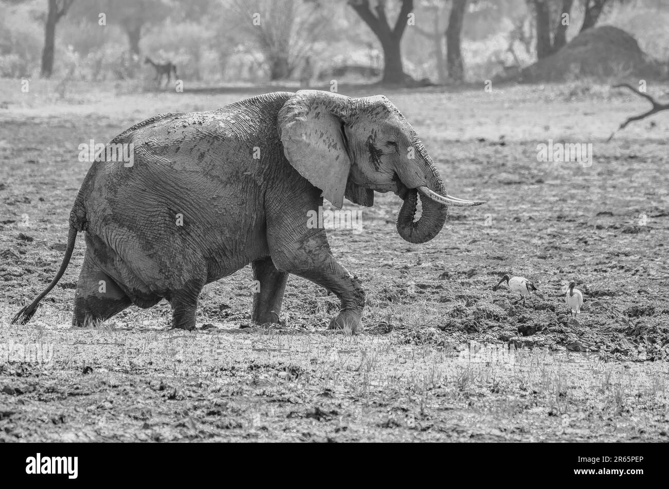 A majestic elephant walking through a savanna setting, with lush grass ...